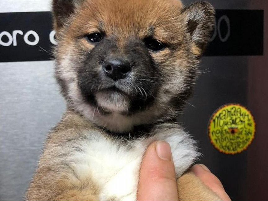 Девочка сиба ину