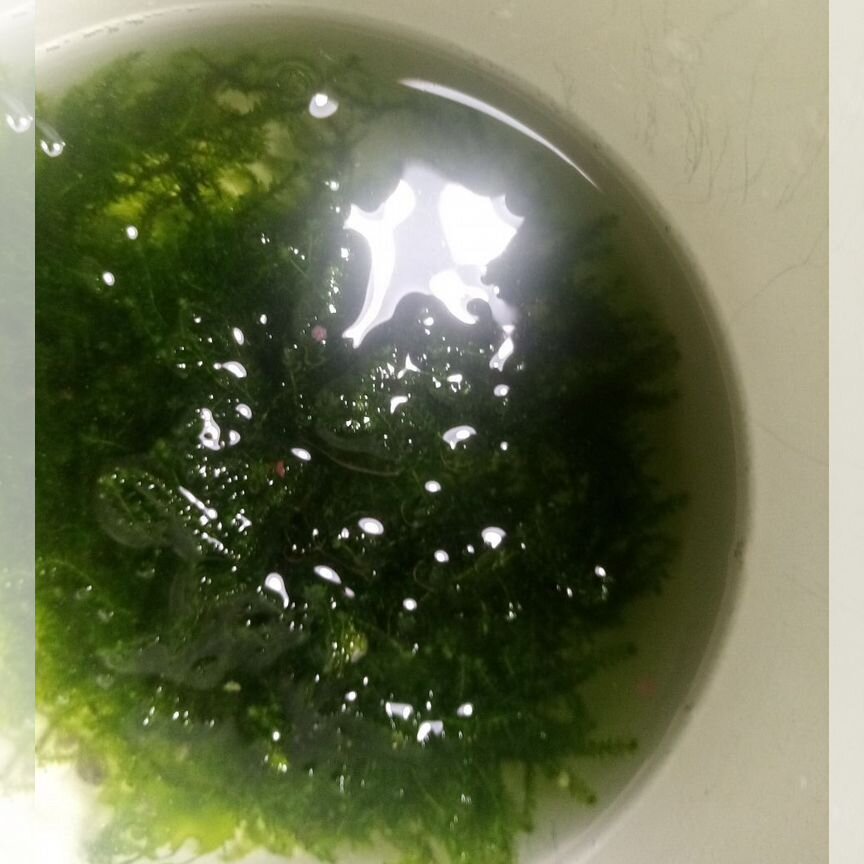 Аквариумные растения мох