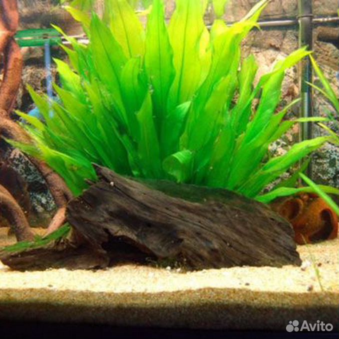 Эхинодорус Блехера (Echinodorus bleheri)