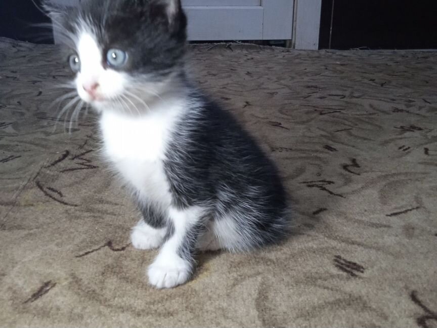 Котëнок