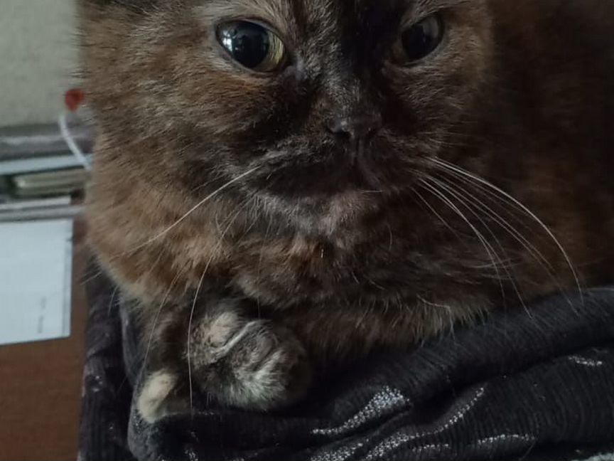 Отдам в добрые руки кошечку