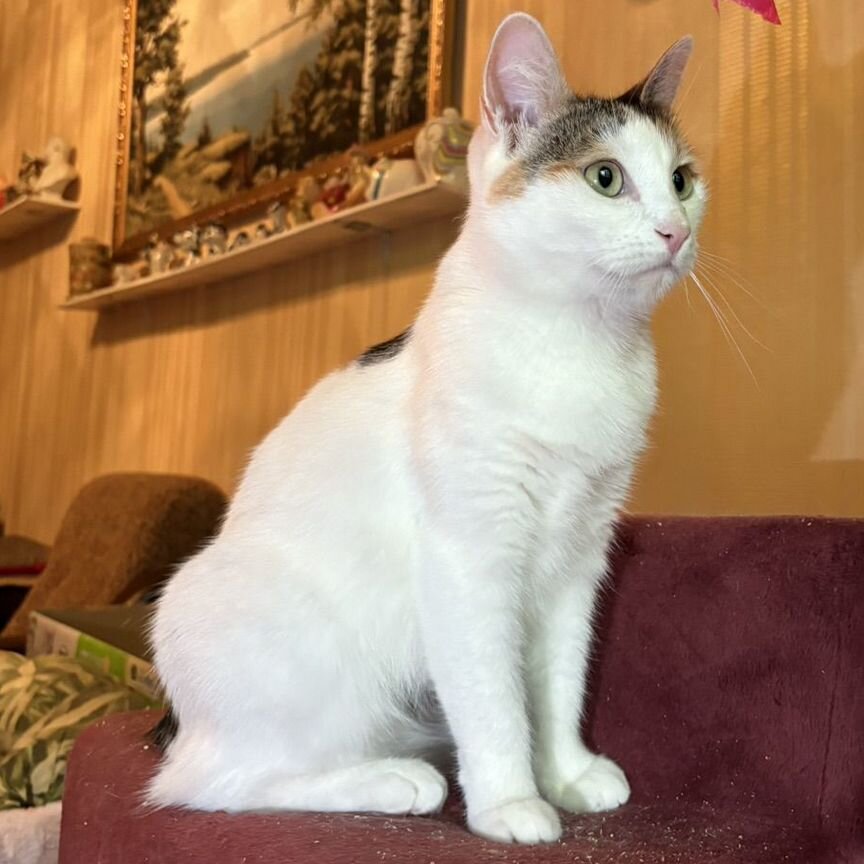 Кошечка (1,5 года)