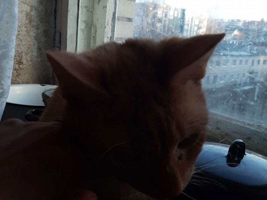 Кошка