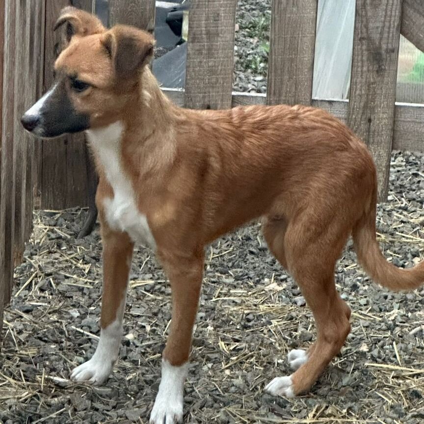 Щенок в добрые руки