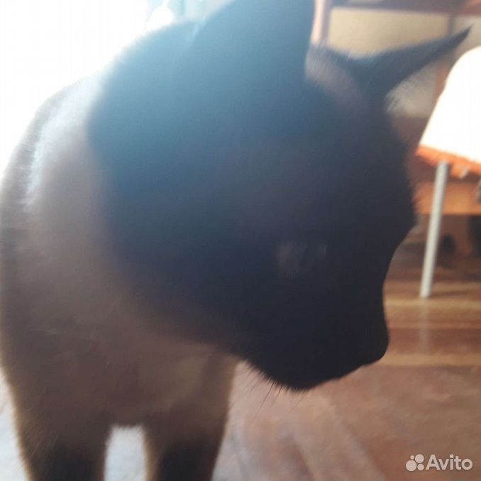 Отдам кошку бесплатно и дам тысячу тенге