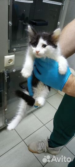 Котенок бездомный девочка