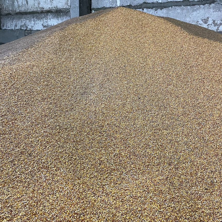 Зерно Кукуруза урожай 2024