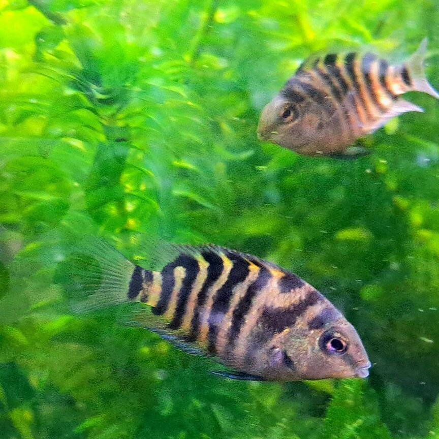Чернополосая цихлозома (малек). В добрые руки