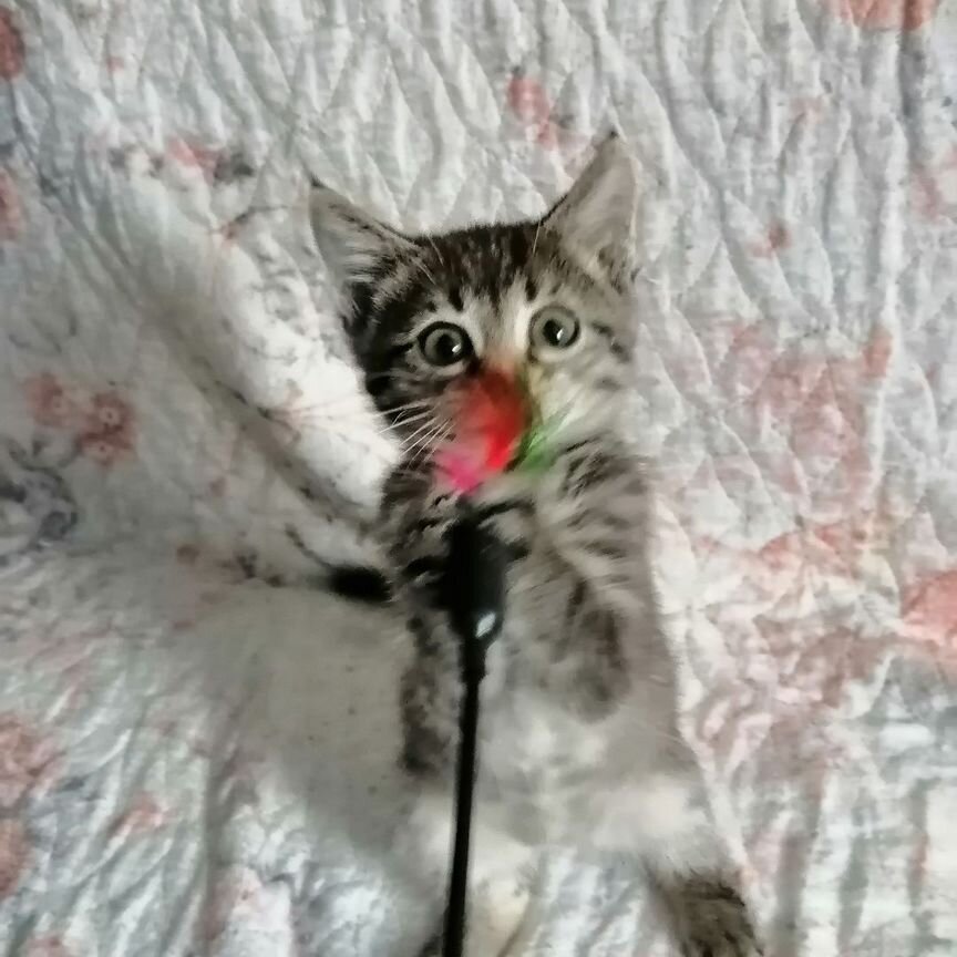 Серо полосатик в добрые руки