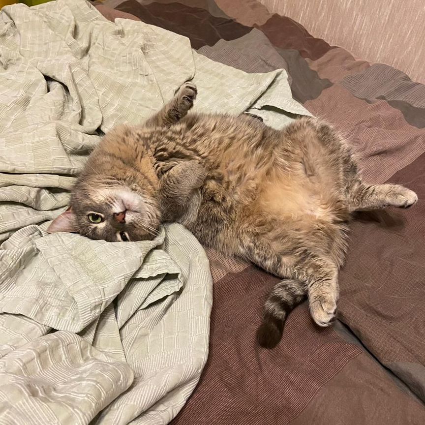 Кошка
