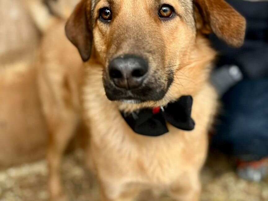 Смурфик, собака в поиске дома