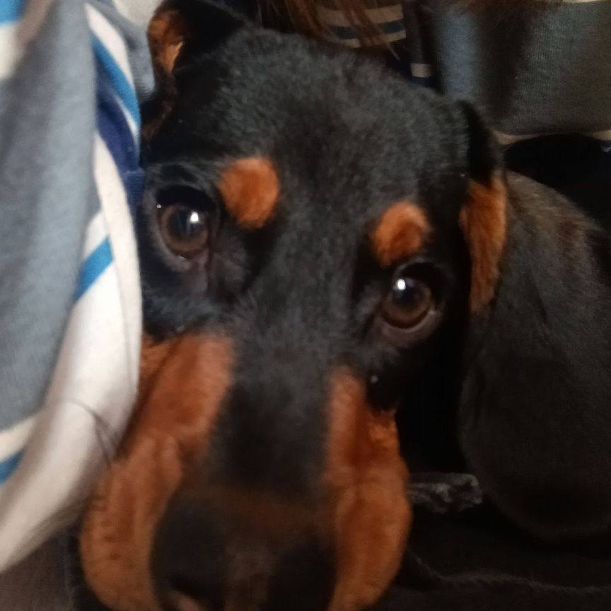 Такса, щенок