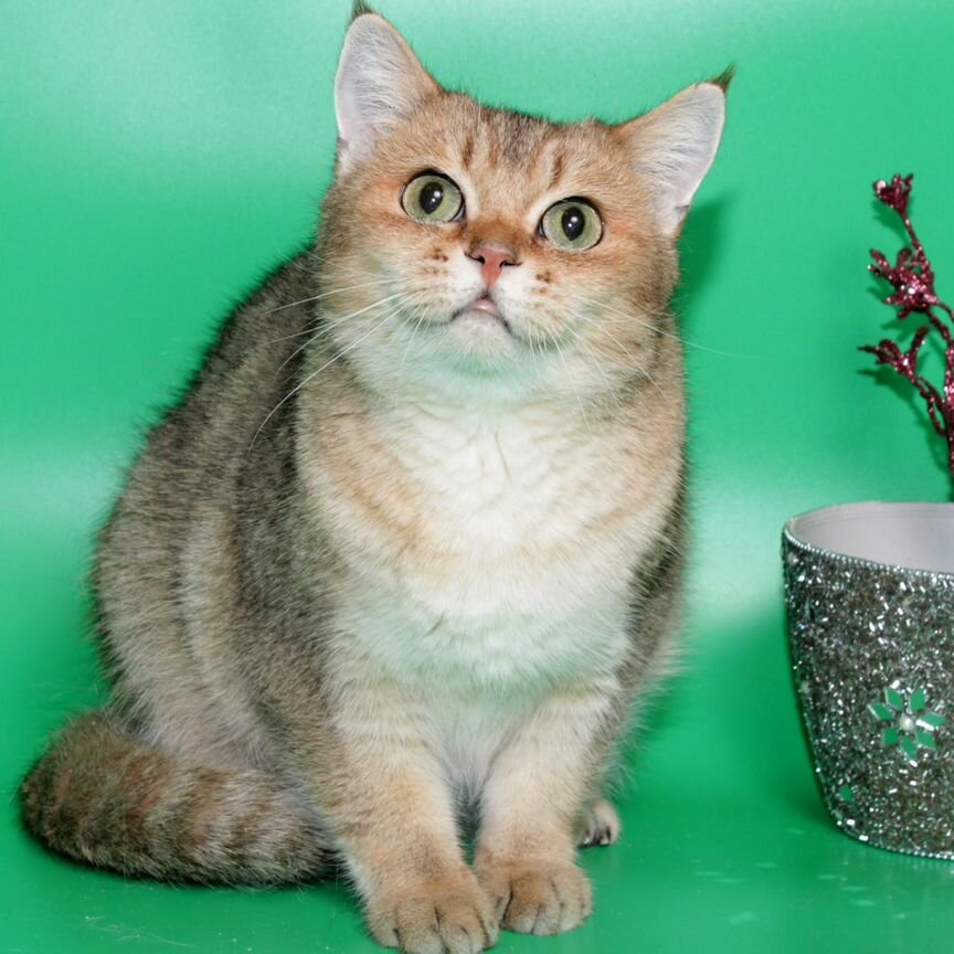 Британская короткошёрстная, взрослая кошка