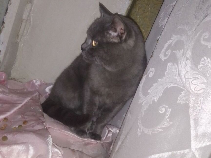 Котик Марсель