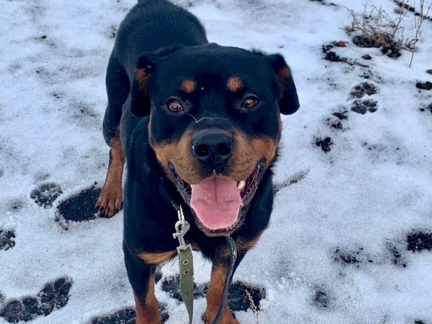 Молодой красавец-ротвейлер Дакар