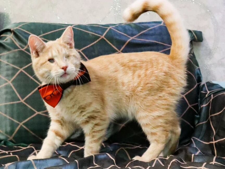 Котик особенный