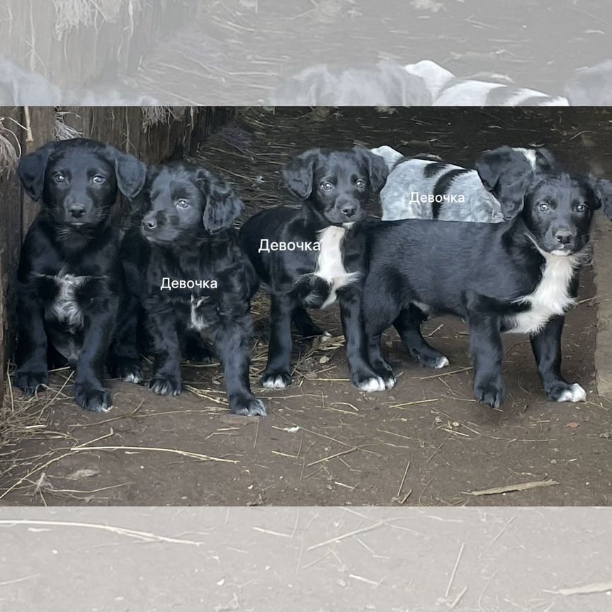 Русский охотничий спаниель, щенок