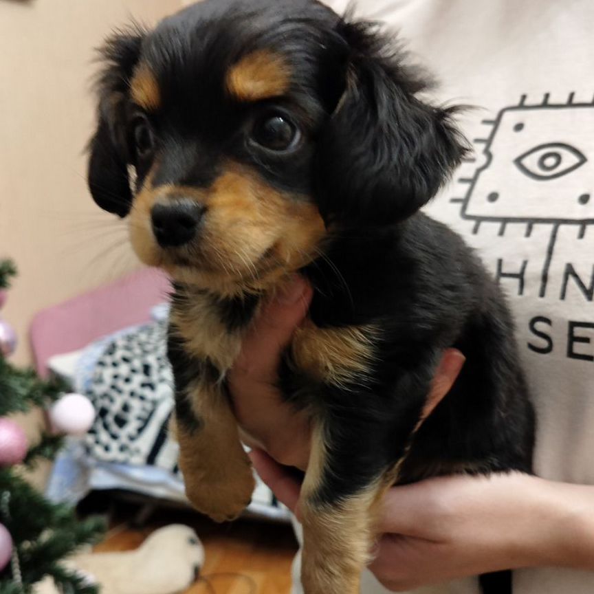 Щенок от частного владельца