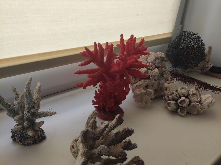 Кораллы для аквариума