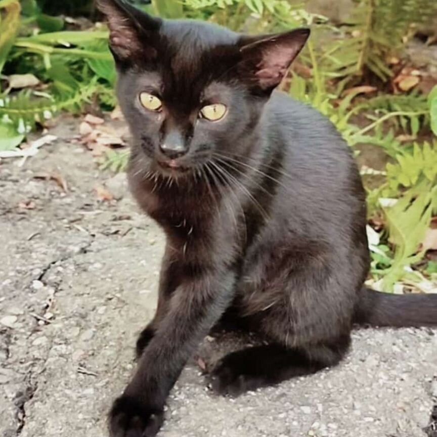 Котики бесплатно в добрые руки