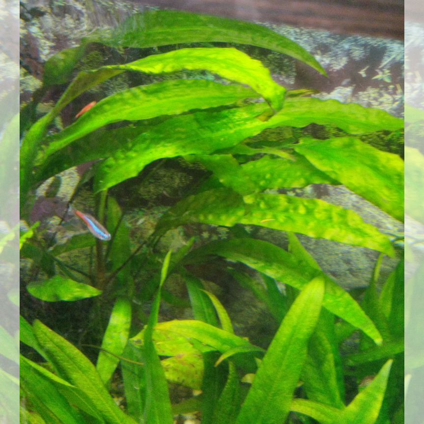 Аквариумные растения