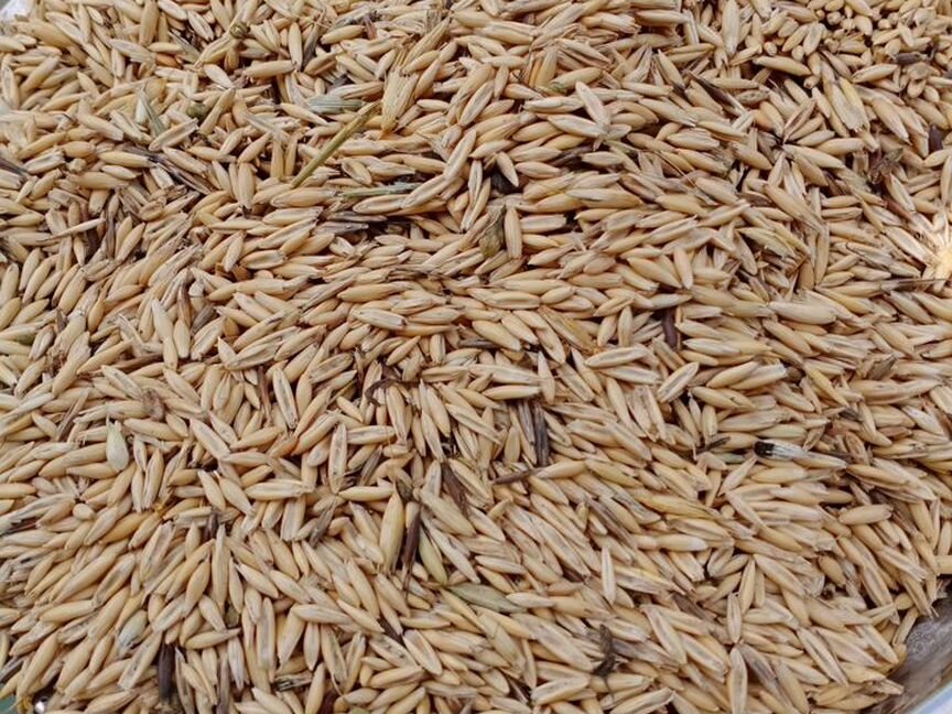 Обмен: овес на ячмень