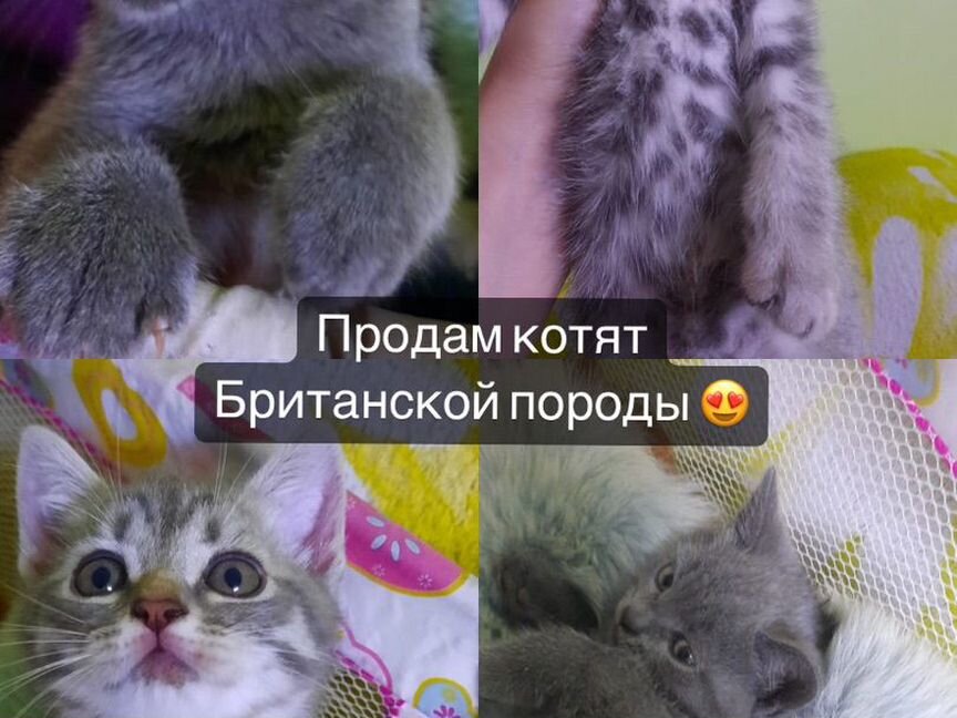 Британские котята