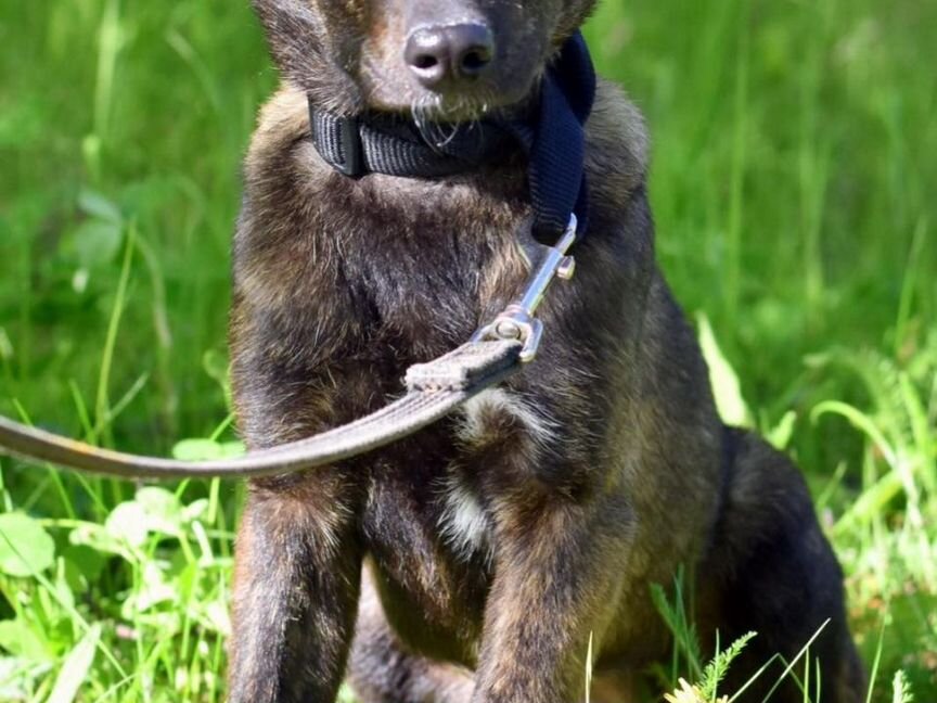 Левретка в добрые руки