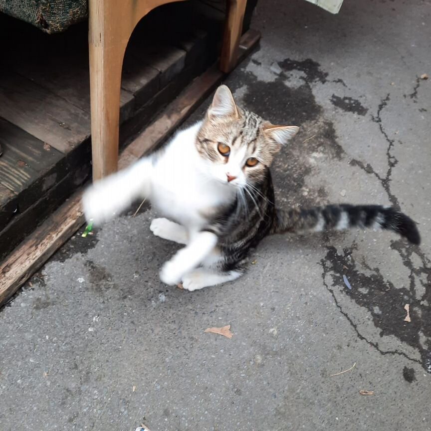 Милейшие пушистые котята в добрые руки