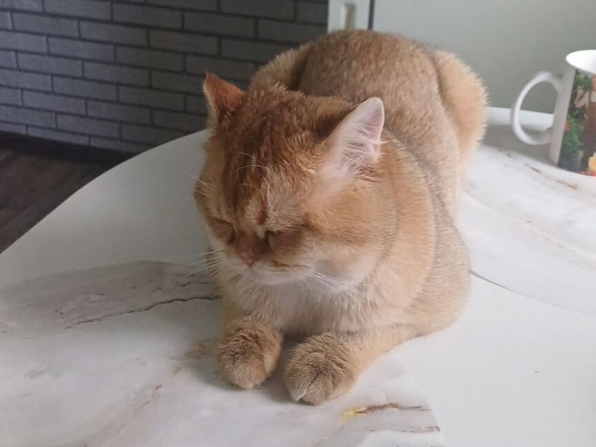 Кот на вязку