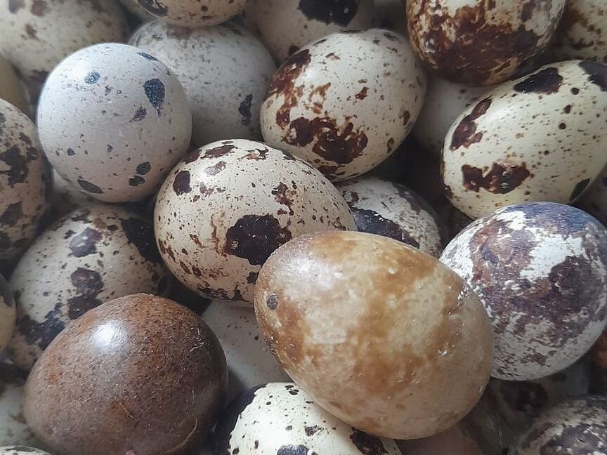 Инкубационное яйцо перепелов