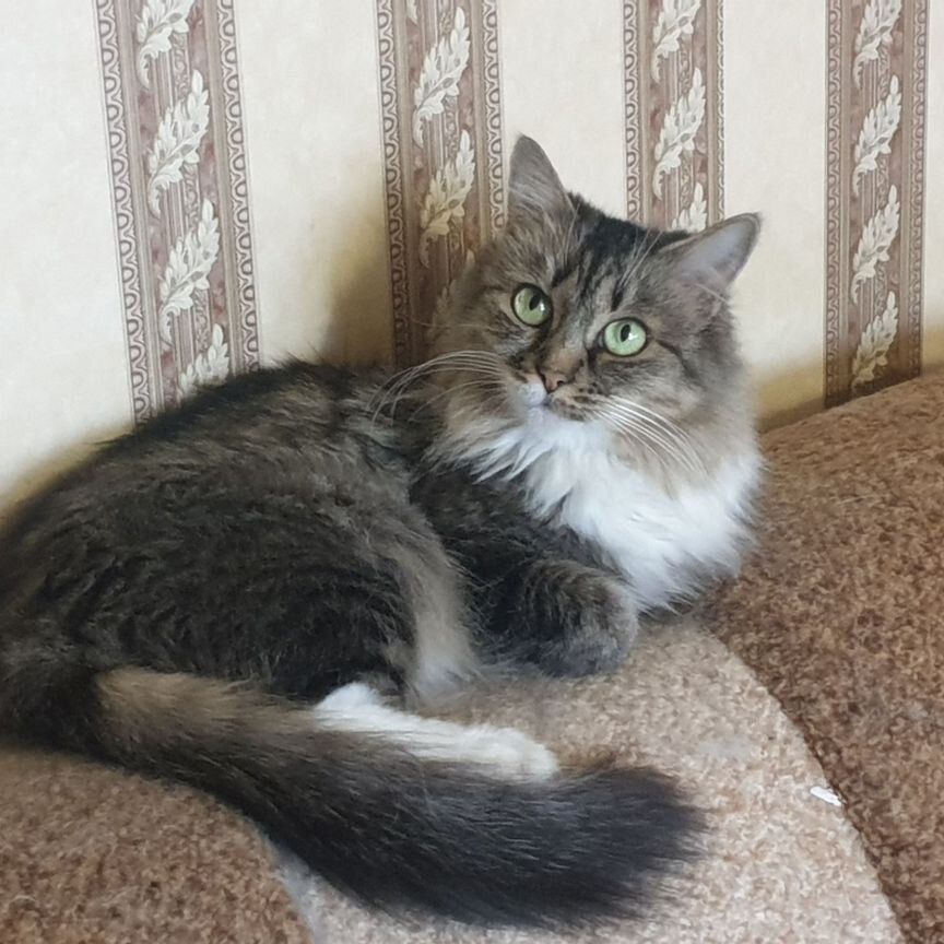 Молодая кошечка бесплатно