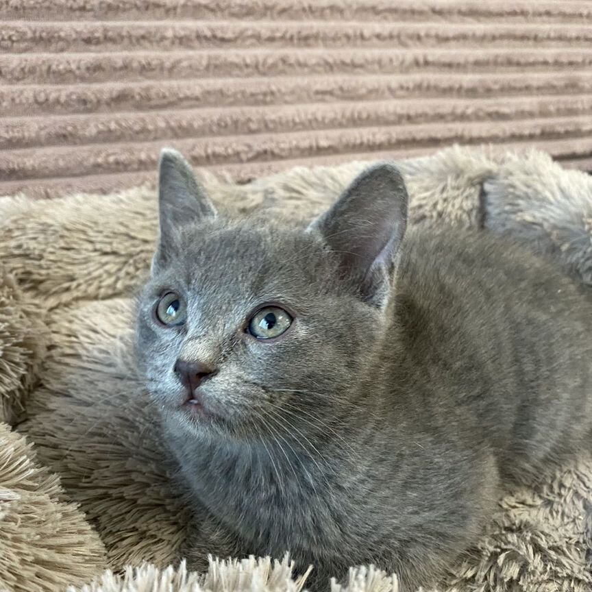 Котята Русская голубая