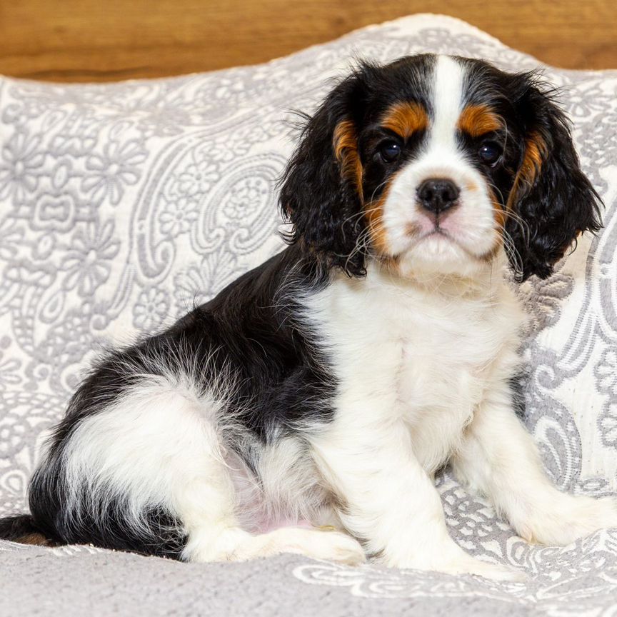 Кавалер кинг-чарльз-спаниель, щенок