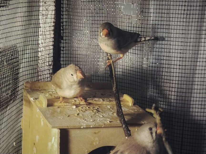 Зебровые амадины москва