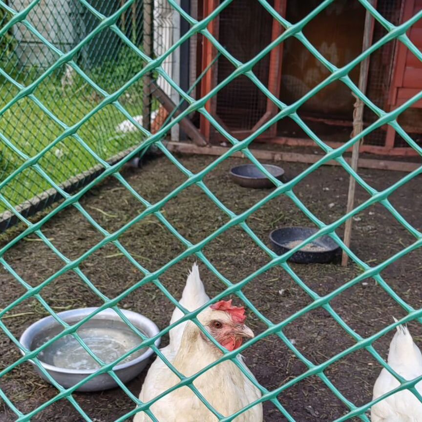 Брессгальские куры