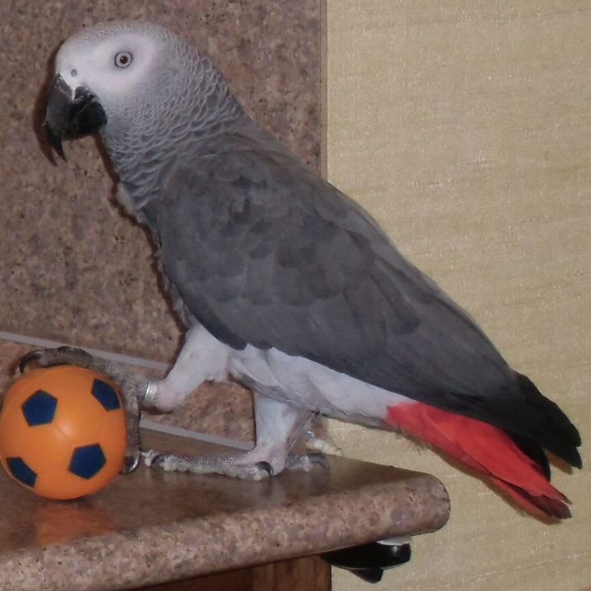 Большой попугай