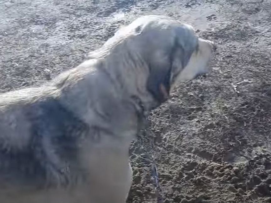 Отдается очень крупная собака для охраны двора