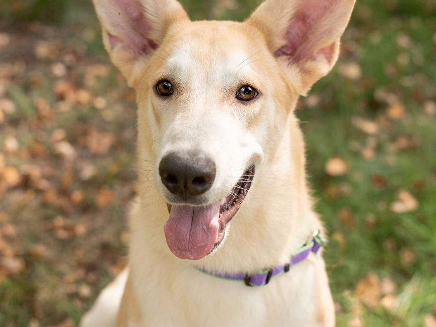 Собака в добрые руки