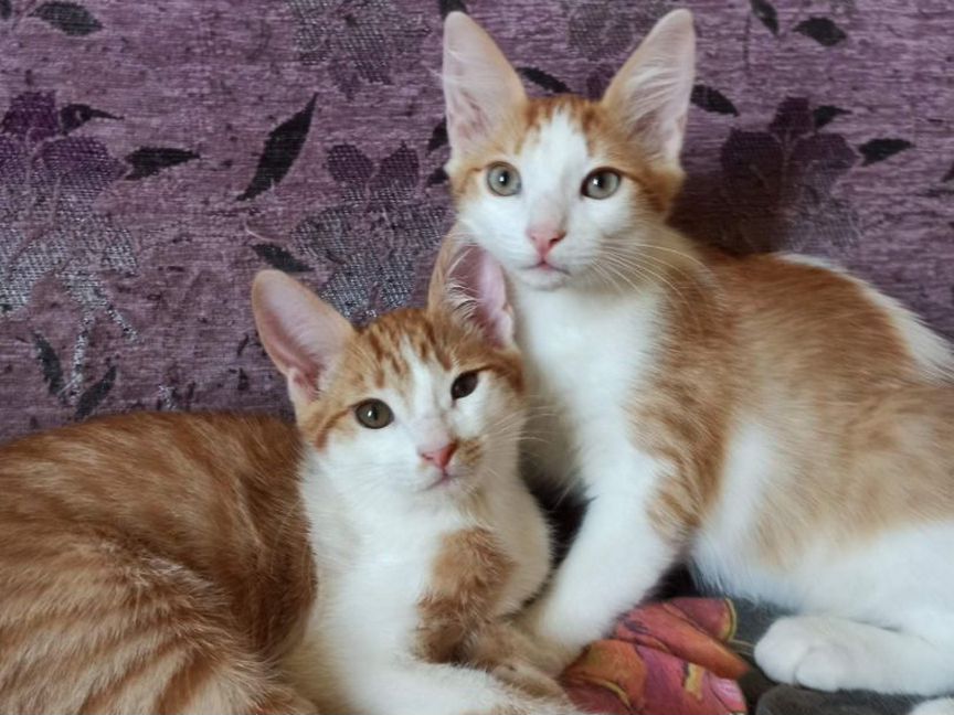 Кошки в добрые руки бесплатно