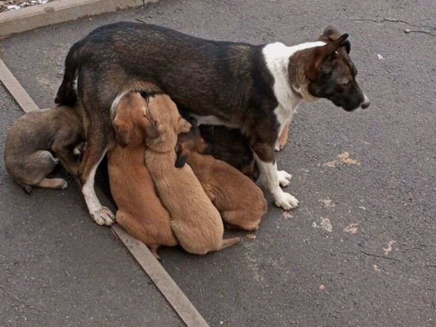 Щенки в опасности