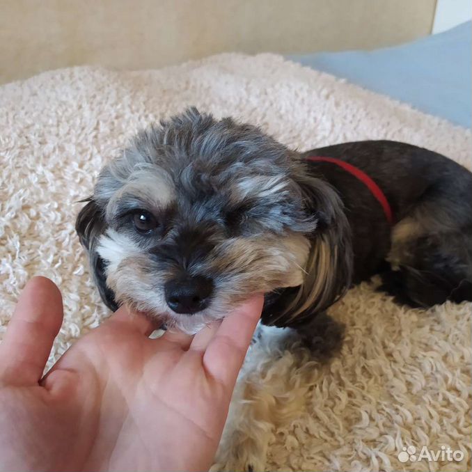 Метис болонки в добрые руки