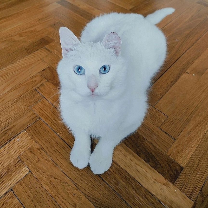 Кот Петя