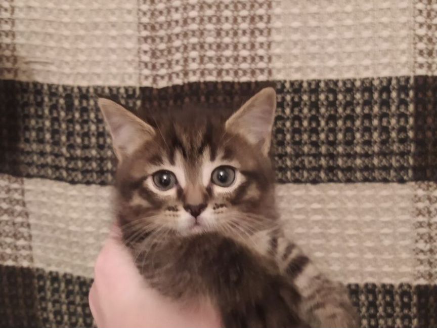 Котенок бесплатно в добрые руки