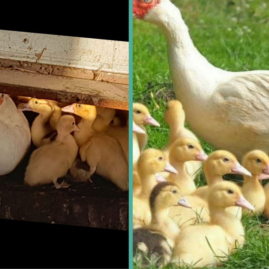 Утята(шипуны)