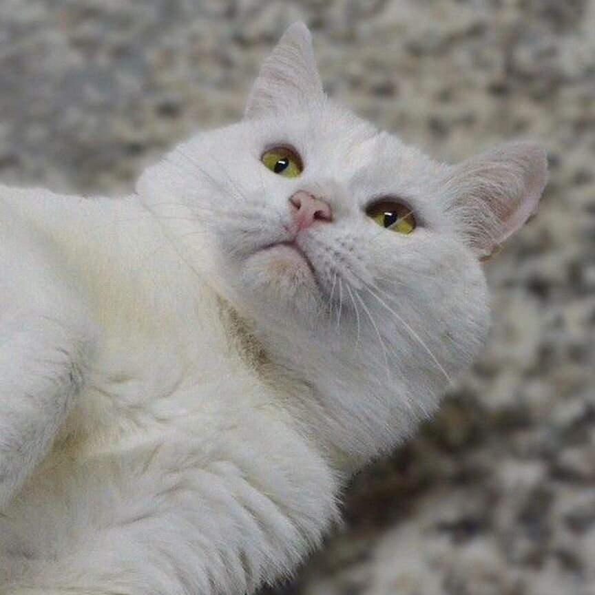 Кот Беляшик