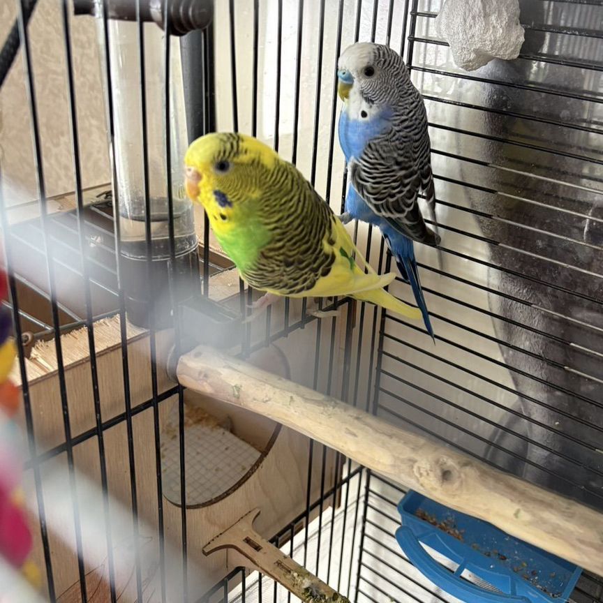 Волнистые попугаи