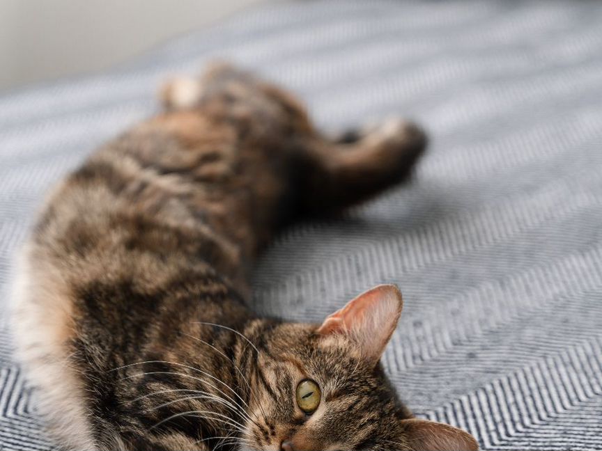 Кошка в дар