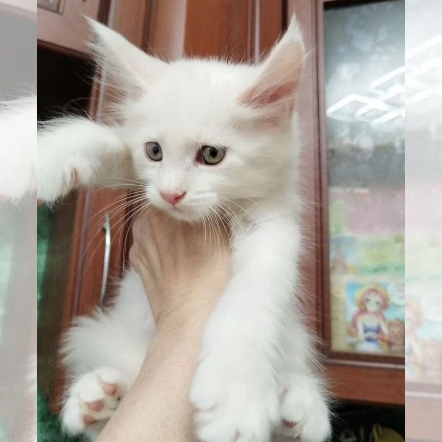 Мейн-кун котёнок