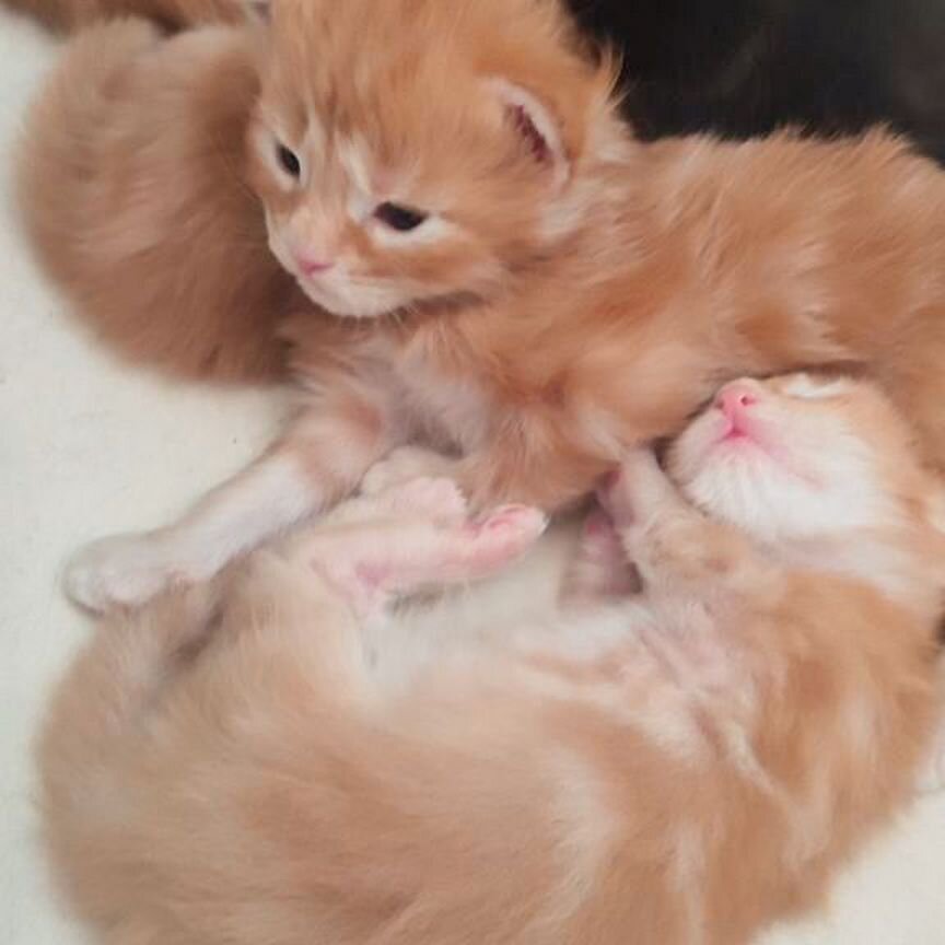 Котята Мейн кун